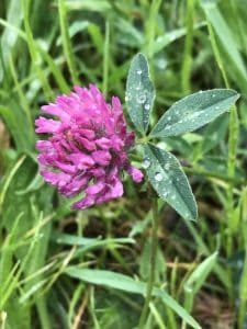 Red Clover – A Profile For History, Uses, Control – GrowIt BuildIT