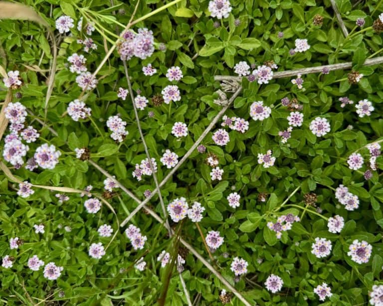 Natives In Your Lawn – The Mowable Native Ground Covers – GrowIt BuildIT