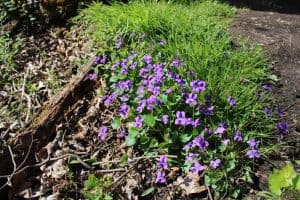 Natives In Your Lawn – The Mowable Native Ground Covers – GrowIt BuildIT