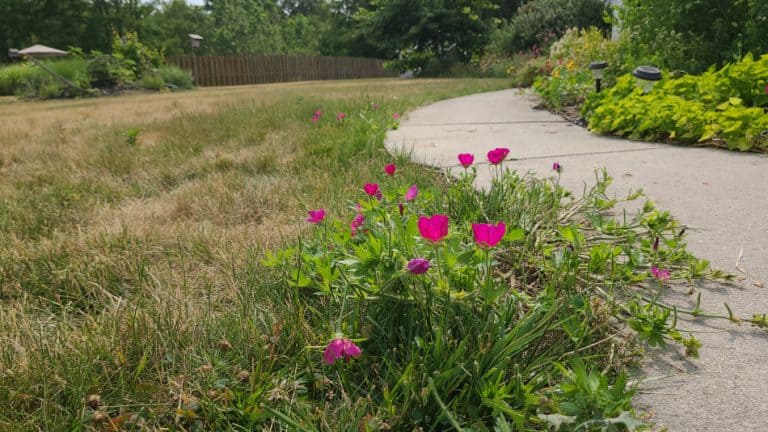Natives In Your Lawn – The Mowable Native Ground Covers – GrowIt BuildIT