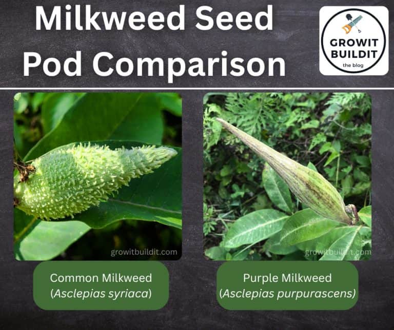 Common Milkweed vs Purple Milkweed – Identification Differences ...