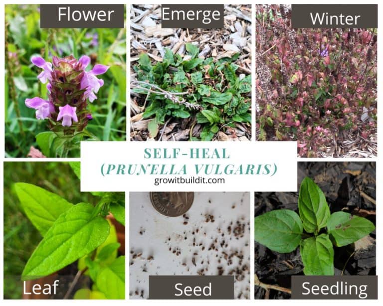 A Beginner’s Guide To Self-Heal – GrowIt BuildIT