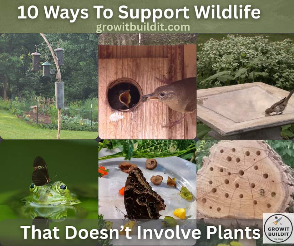 10 Ways To Support Backyard Wildlife That Doesn’t Involve Plants ...
