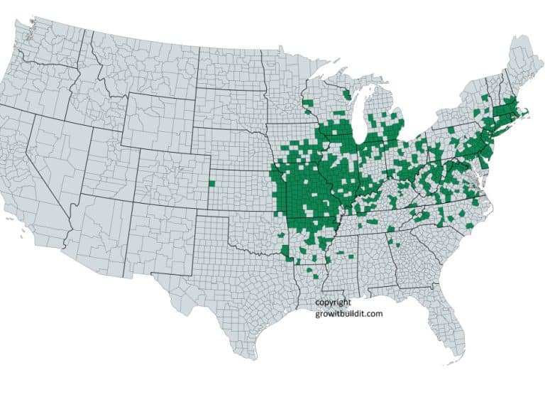 Common Milkweed vs Purple Milkweed – Identification Differences ...