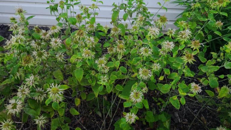 White Bee Balm – One Of The Rarest Native Bee Balms – GrowIt BuildIT