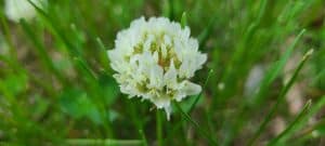A Beginner's Guide To White Clover | GrowIt BuildIT