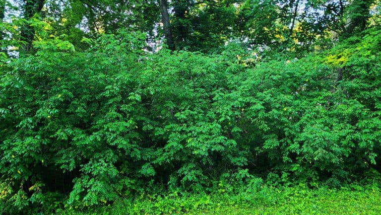 A Beginners Guide To The Native Prickly Ash Tree | GrowIt BuildIT