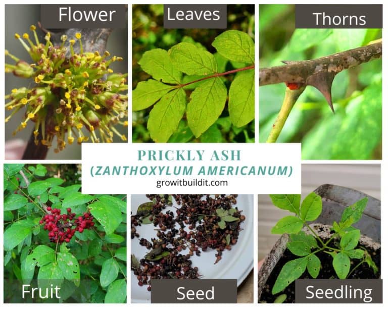 A Beginners Guide To The Native Prickly Ash Tree | GrowIt BuildIT