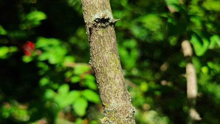 A Beginners Guide To The Native Prickly Ash Tree | GrowIt BuildIT
