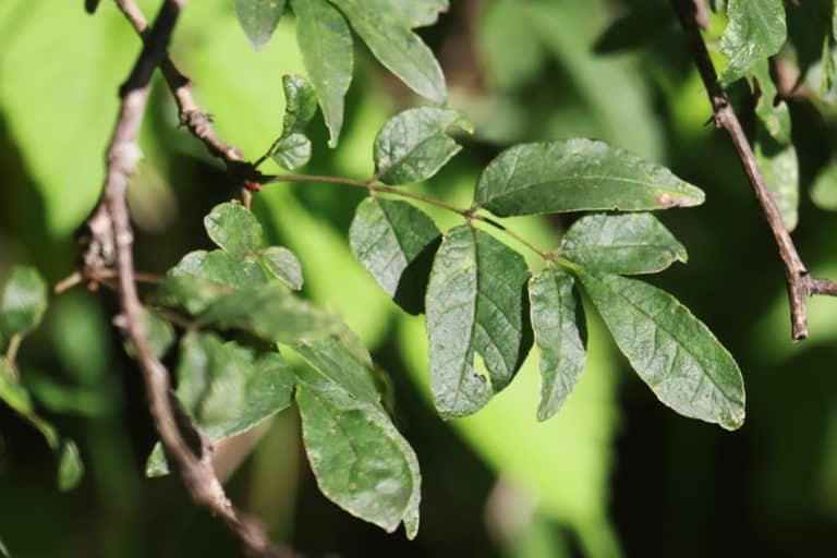 A Beginners Guide To The Native Prickly Ash Tree | GrowIt BuildIT