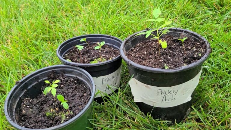 A Beginners Guide To The Native Prickly Ash Tree | GrowIt BuildIT