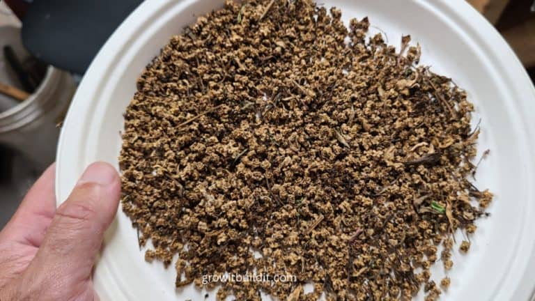 A Beginner's Guide To Saving Beet Seeds | GrowIt BuildIT