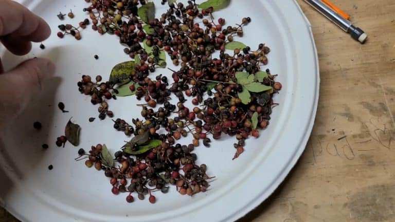 A Beginners Guide To The Native Prickly Ash Tree | GrowIt BuildIT