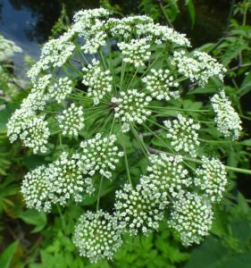 A Beginners Guide To Water Hemlock - The Deadliest Of Native Plants ...