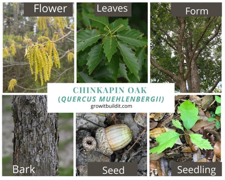A Beginner's Guide To Chinkapin Oak | GrowIt BuildIT