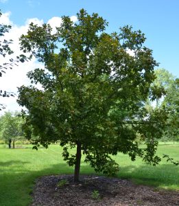 The Shape Of Trees – A Visual Guide To Tree Forms/Crowns – GrowIt BuildIT