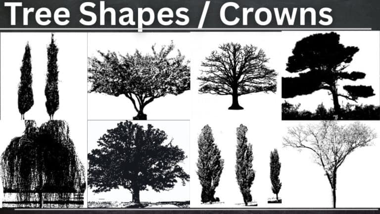 The Shape Of Trees – A Visual Guide To Tree Forms/Crowns – GrowIt BuildIT