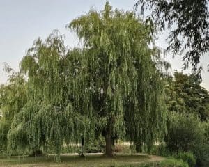 The Shape Of Trees – A Visual Guide To Tree Forms/Crowns – GrowIt BuildIT