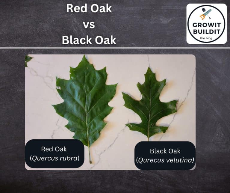 Comparing Black And Red Oak – Identification – GrowIt BuildIT
