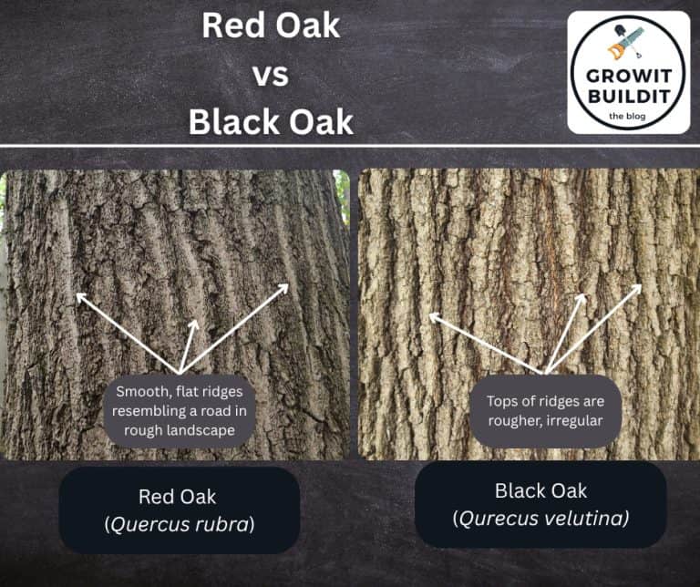 Comparing Black And Red Oak – Identification – GrowIt BuildIT