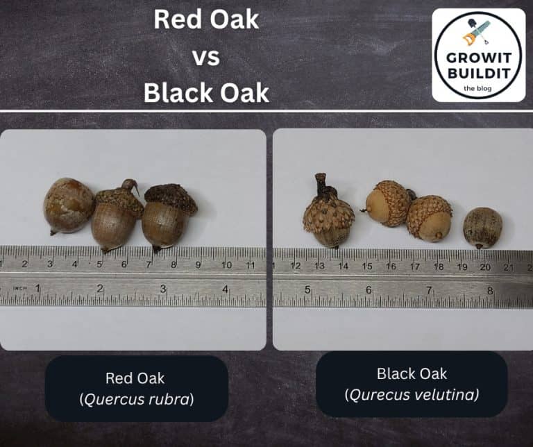 Comparing Black And Red Oak – Identification – GrowIt BuildIT