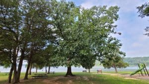 A Beginner's Guide To Black Oak | GrowIt BuildIT