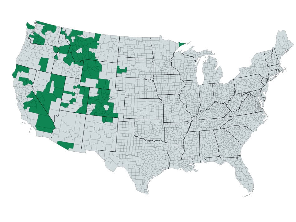 An Introduction To Purple Reed Grass | GrowIt BuildIT