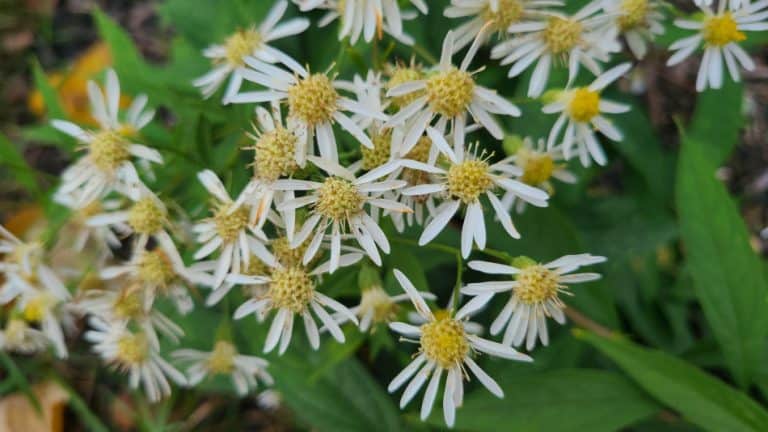 A Beginner's Guide To Flat-Topped Aster | GrowIt BuildIT