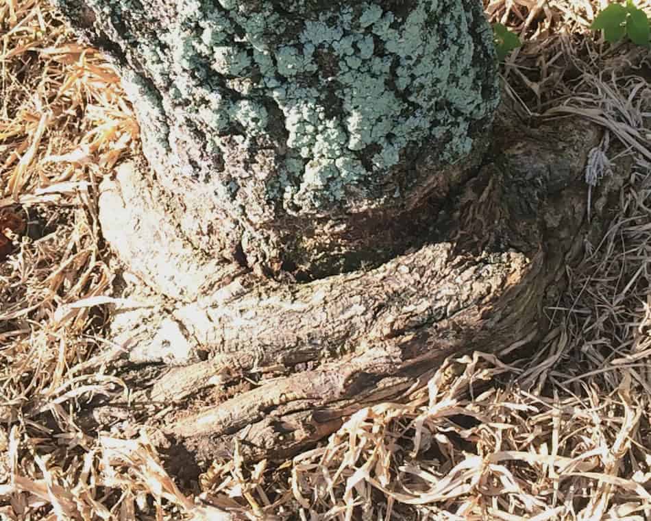 Mulch Volcanoes - What Are They, And Why They Are Harmful | GrowIt BuildIT