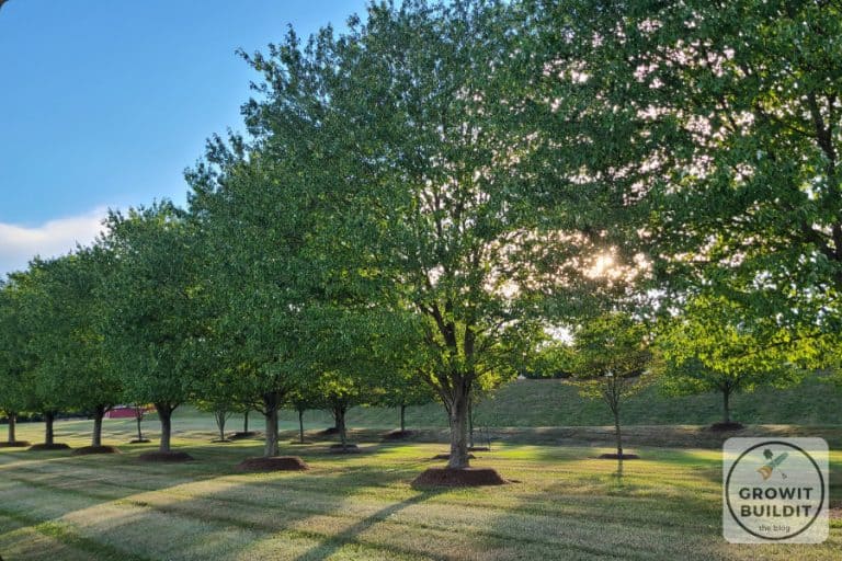 Mulch Volcanoes - What Are They, And Why They Are Harmful | GrowIt BuildIT