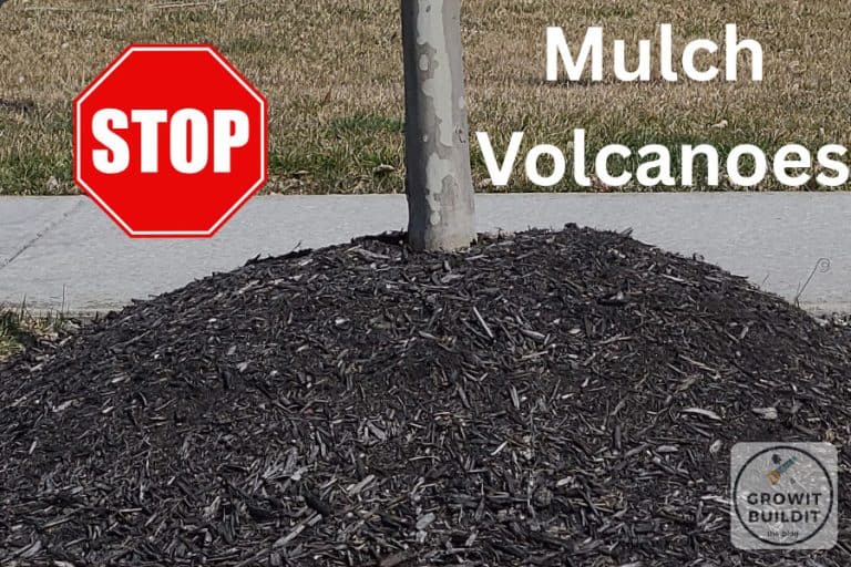 Mulch Volcanoes - What Are They, And Why They Are Harmful | GrowIt BuildIT